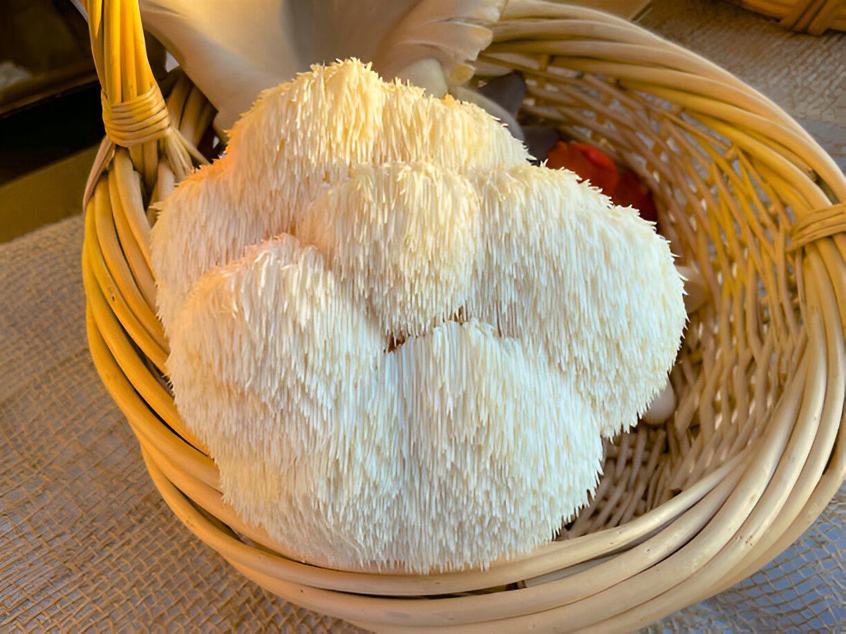 10 Recipes for Lion’s Mane Mushrooms | Health & Flavor Combined– Marley One